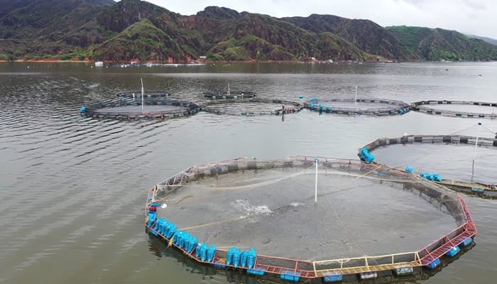 Producción piscícola en Betania, sin riesgo - Lucho Noticias